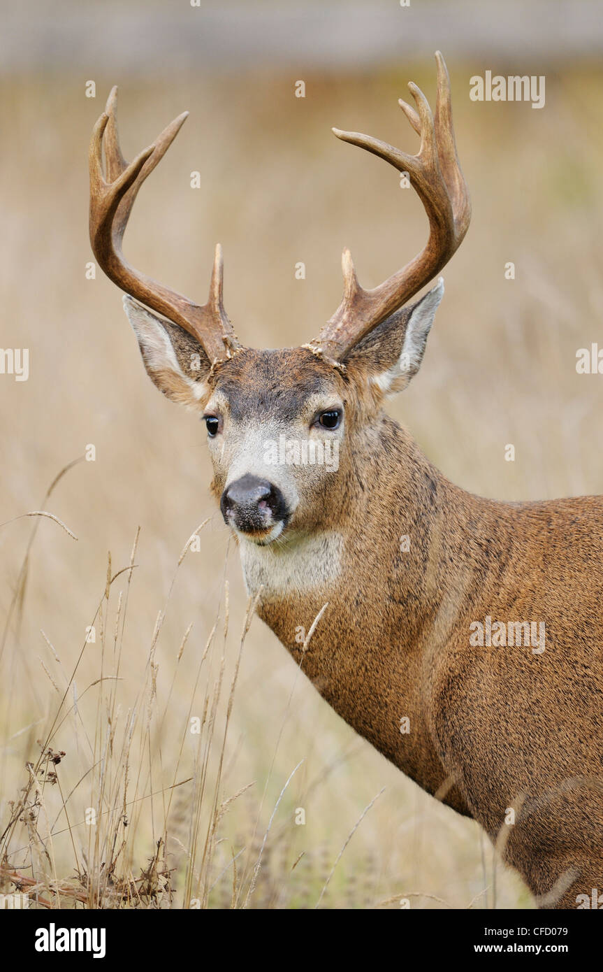 Mule deer buck light hi-res stock photography and images - Alamy