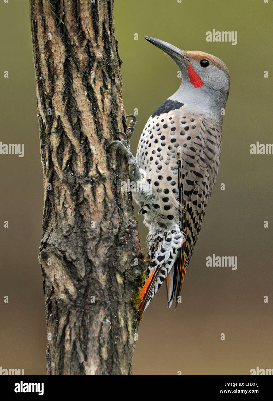 Northern Flicker (Colaptes auratus) drilling for food Victoria, British ...