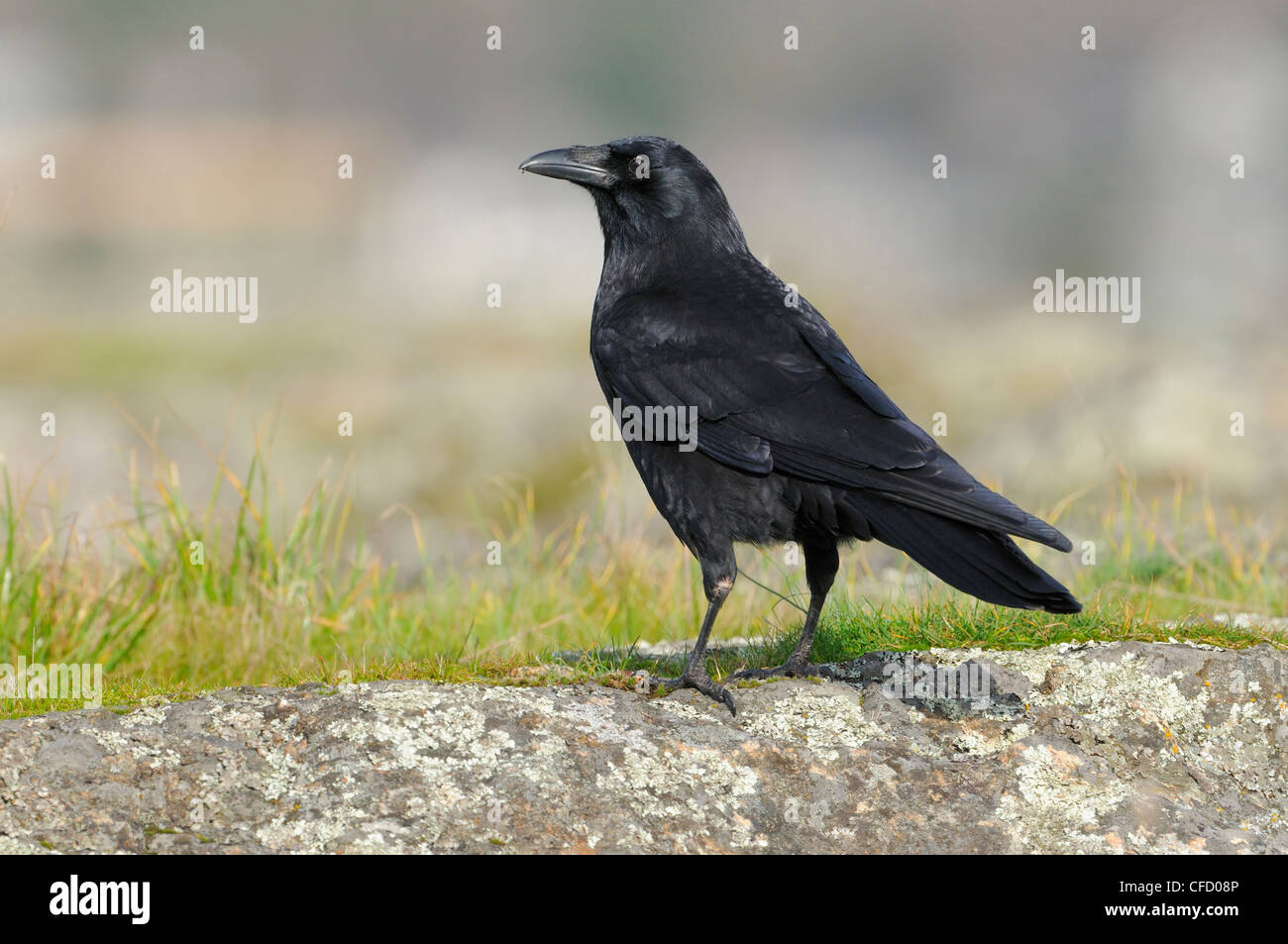 Northwestern Crow (Corvus caurinus) at Cattle Point, Oak Bay, British ...