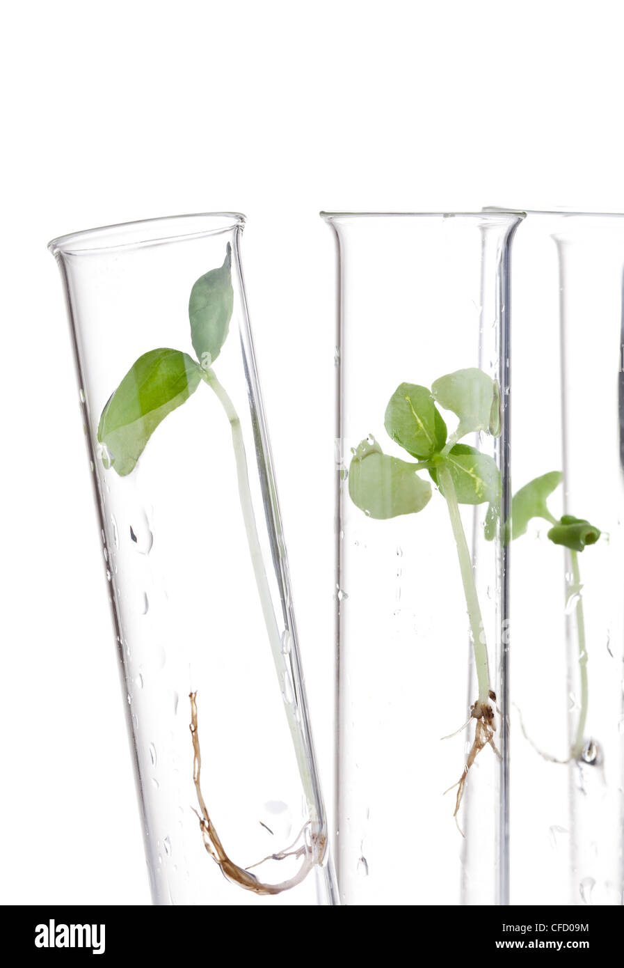 Plant seedling specimen in test tubes over isolated on white background ...