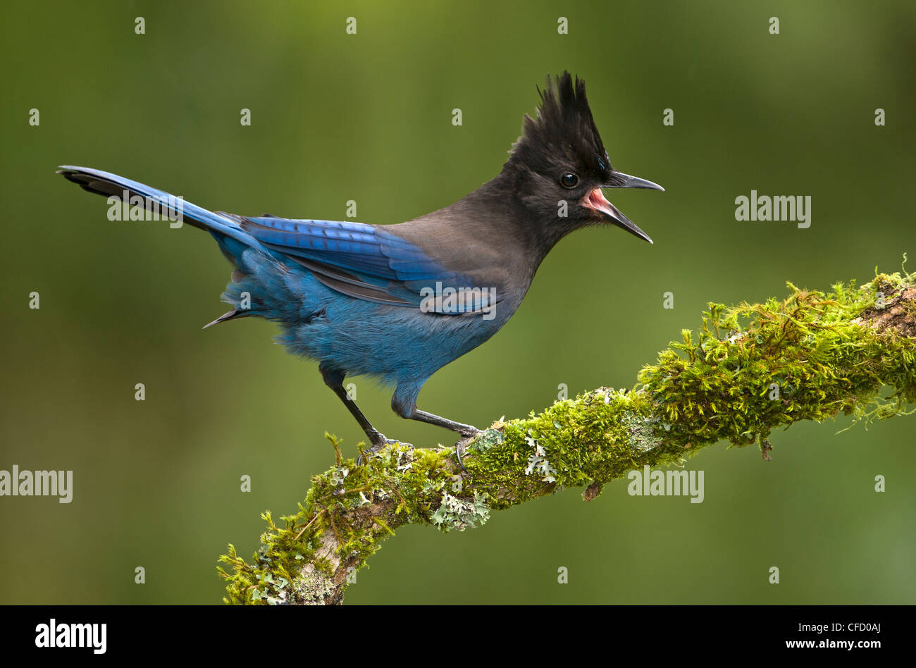 Steller's Jay (Cyanocitta stelleri) on perch Victoria, British Columbia ...