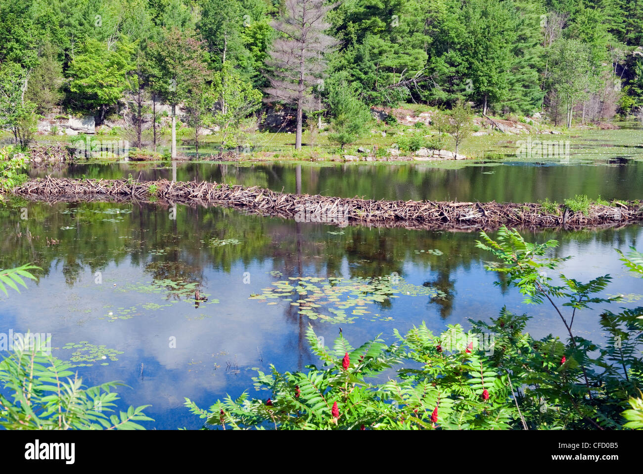 Canada beaver dam hi-res stock photography and images - Alamy