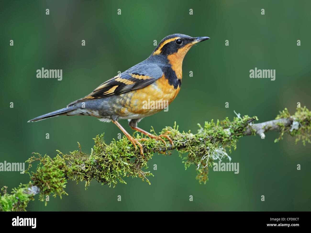Thrushes of the world hi-res stock photography and images - Alamy