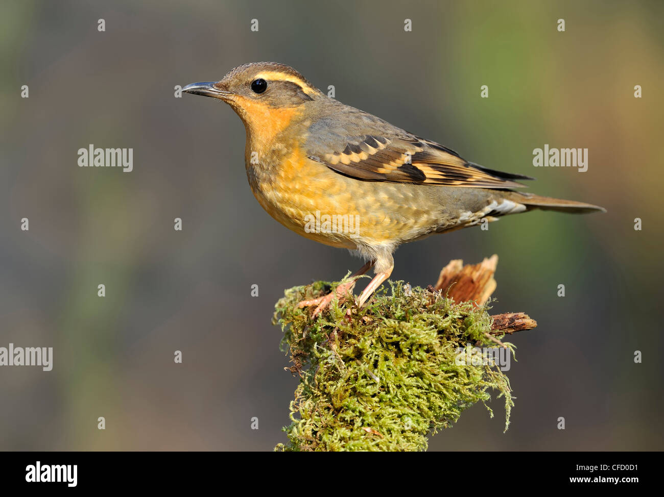 Varied Thrush (Ixoreus naevius or Zoothera naevia) on Perch at Black ...