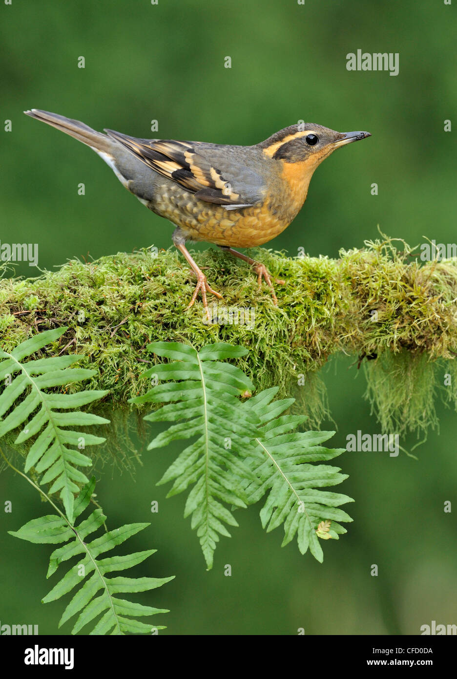 Varied Thrush (Ixoreus naevius or Zoothera naevia) on Perch at North ...