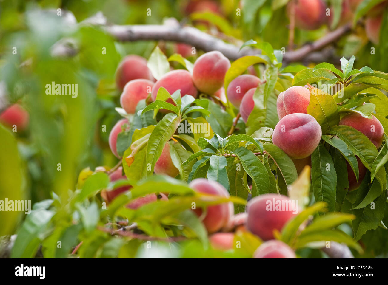Peaches growing on Peach tree, British Columbia, Canada Stock Photo - Alamy