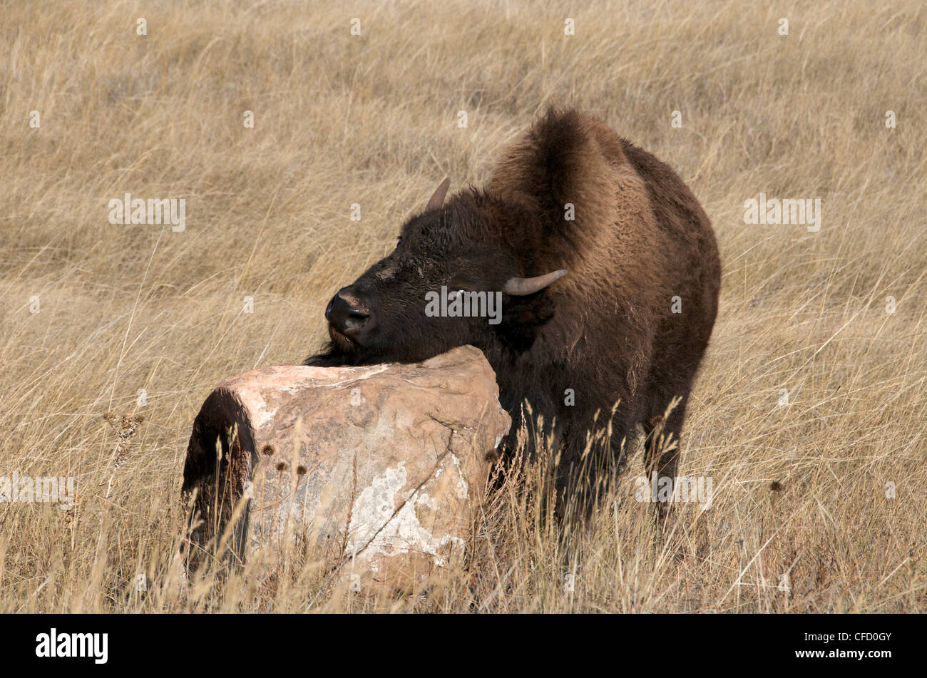 Young American bison (Bison bison) scratching on rock, Wind Cave ...
