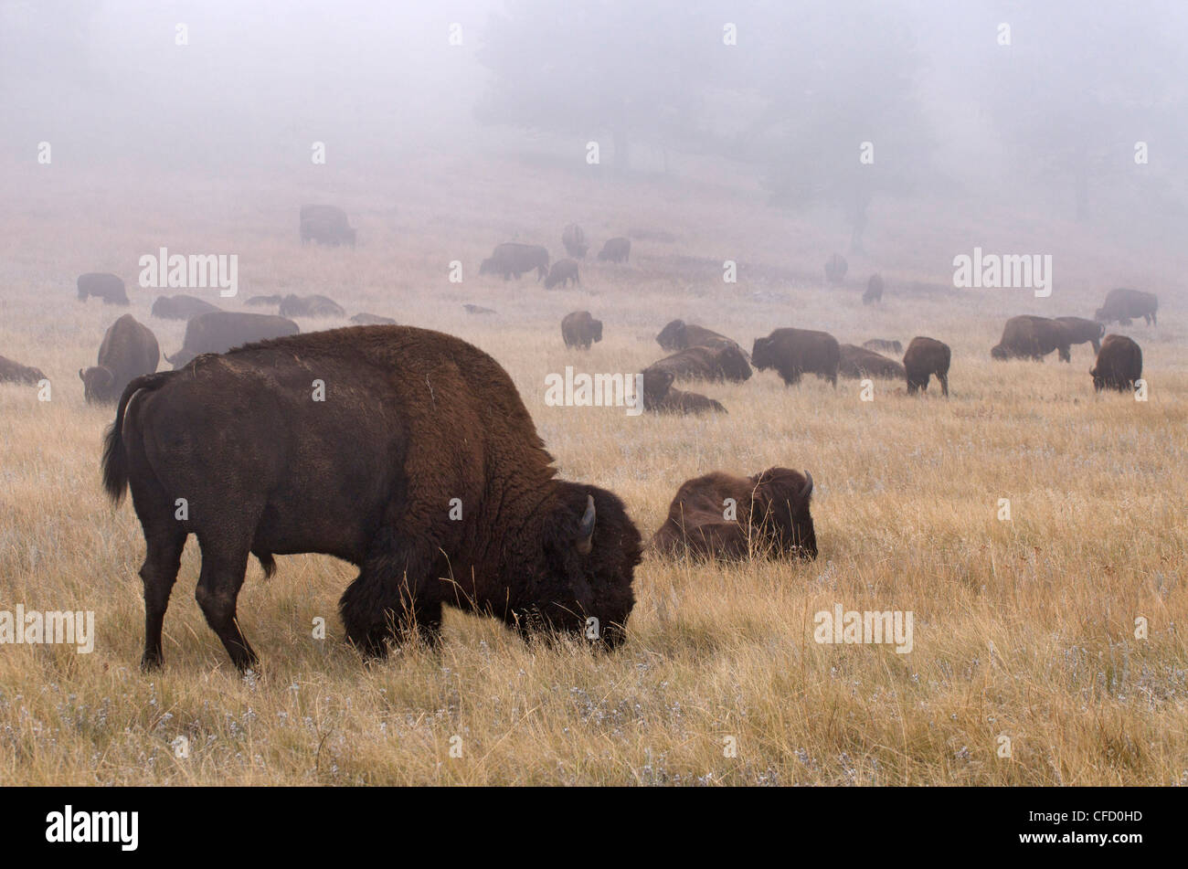 American bison in fog (Bison bison), Theodore Rooosevelt National Park ...