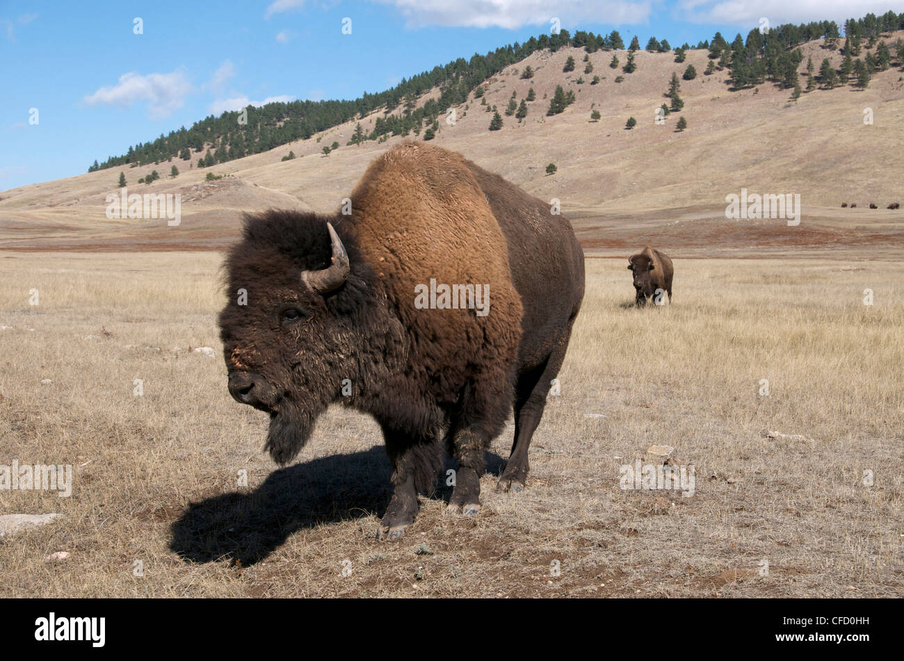 American bison (Bison bison), Wind Cave National Park, South Dakota ...