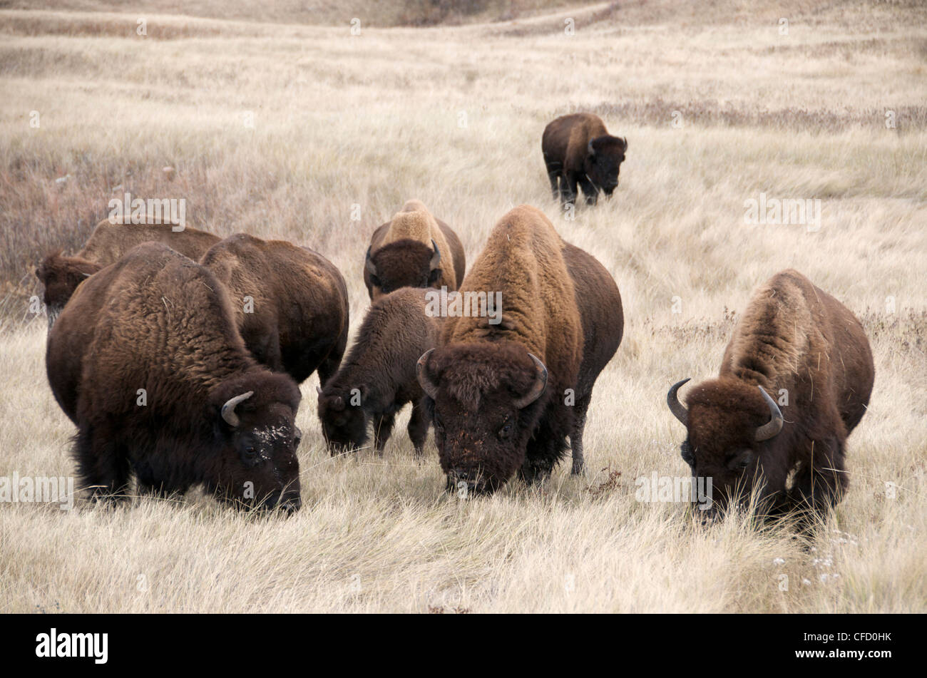 American Bison (Bison bison) in mixed grass prairie habitat, Wind Cave ...