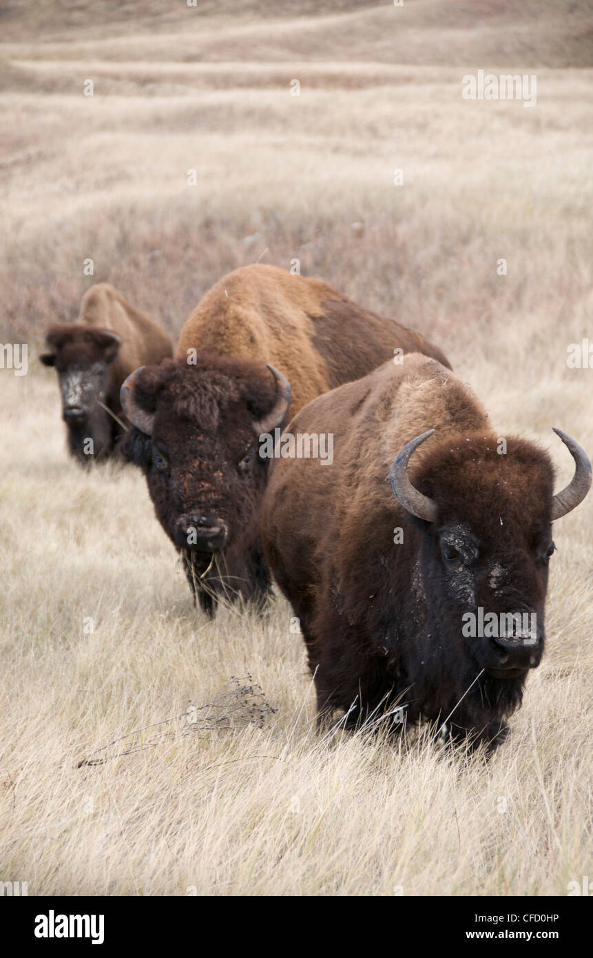 American grasslands hi-res stock photography and images - Alamy