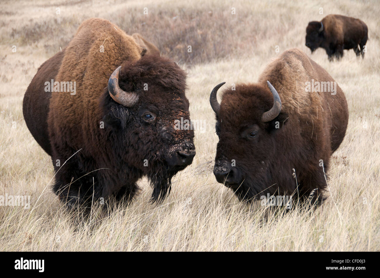 American bison bull and cow (Bison bison), Wind Cave National Park ...