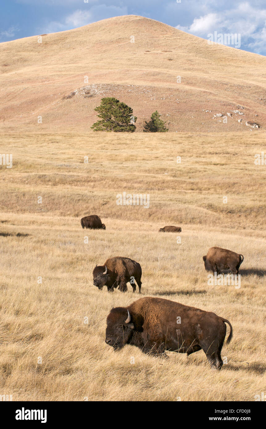 Scene herd American Bison mixed grass prairie Stock Photo - Alamy
