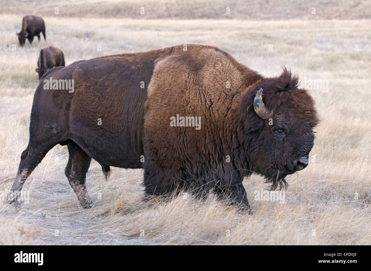 Large American Bison Bison bison bull walking Stock Photo - Alamy