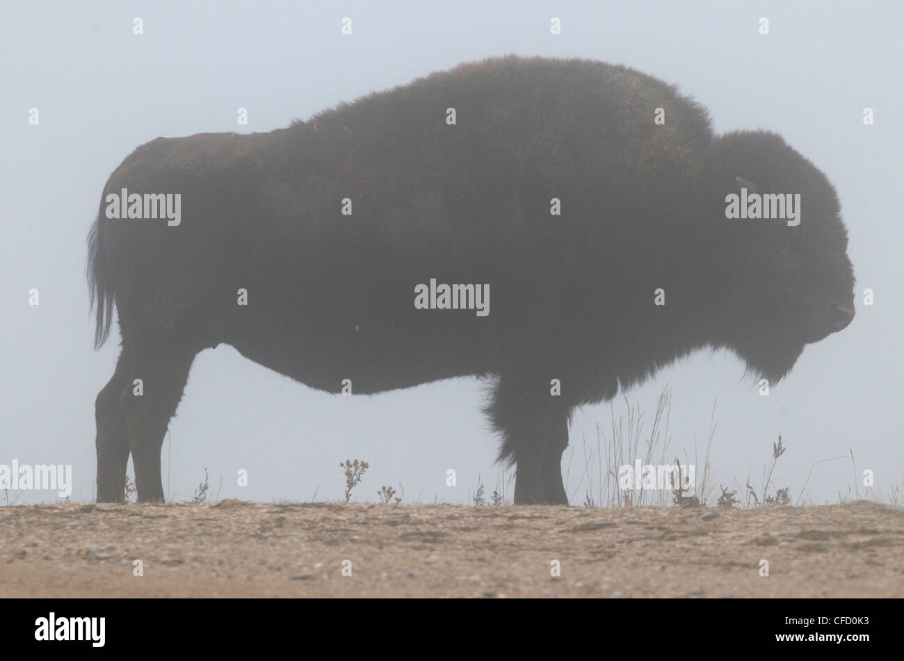 American bison (Bison bison) in fog, Theodore Roosevelt National Park ...