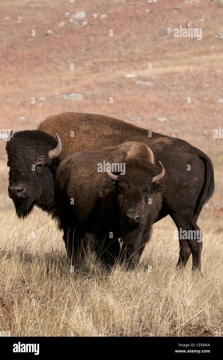 American bison bull and cow (Bison bison), Wind Cave National Park ...