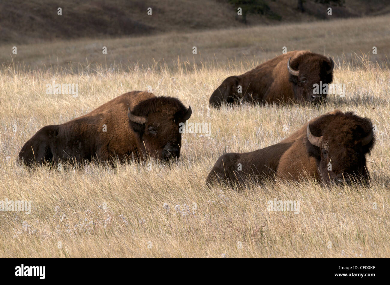 American bison bulls (Bison bison), Wind Cave National Park, South ...