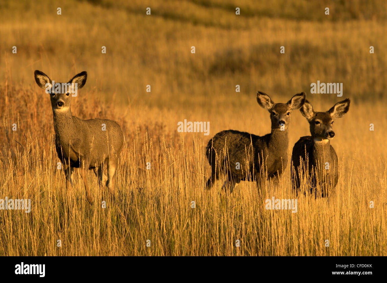 Mule deer Odocoileus hemionus doe young standing Stock Photo - Alamy