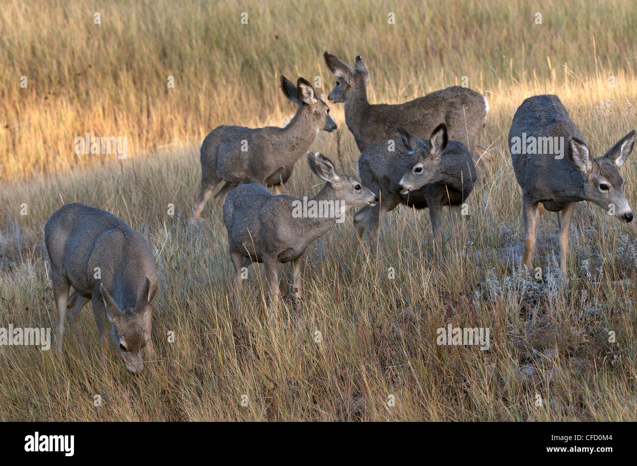 Mule deer Odocoileus hemionus does young standing Stock Photo - Alamy