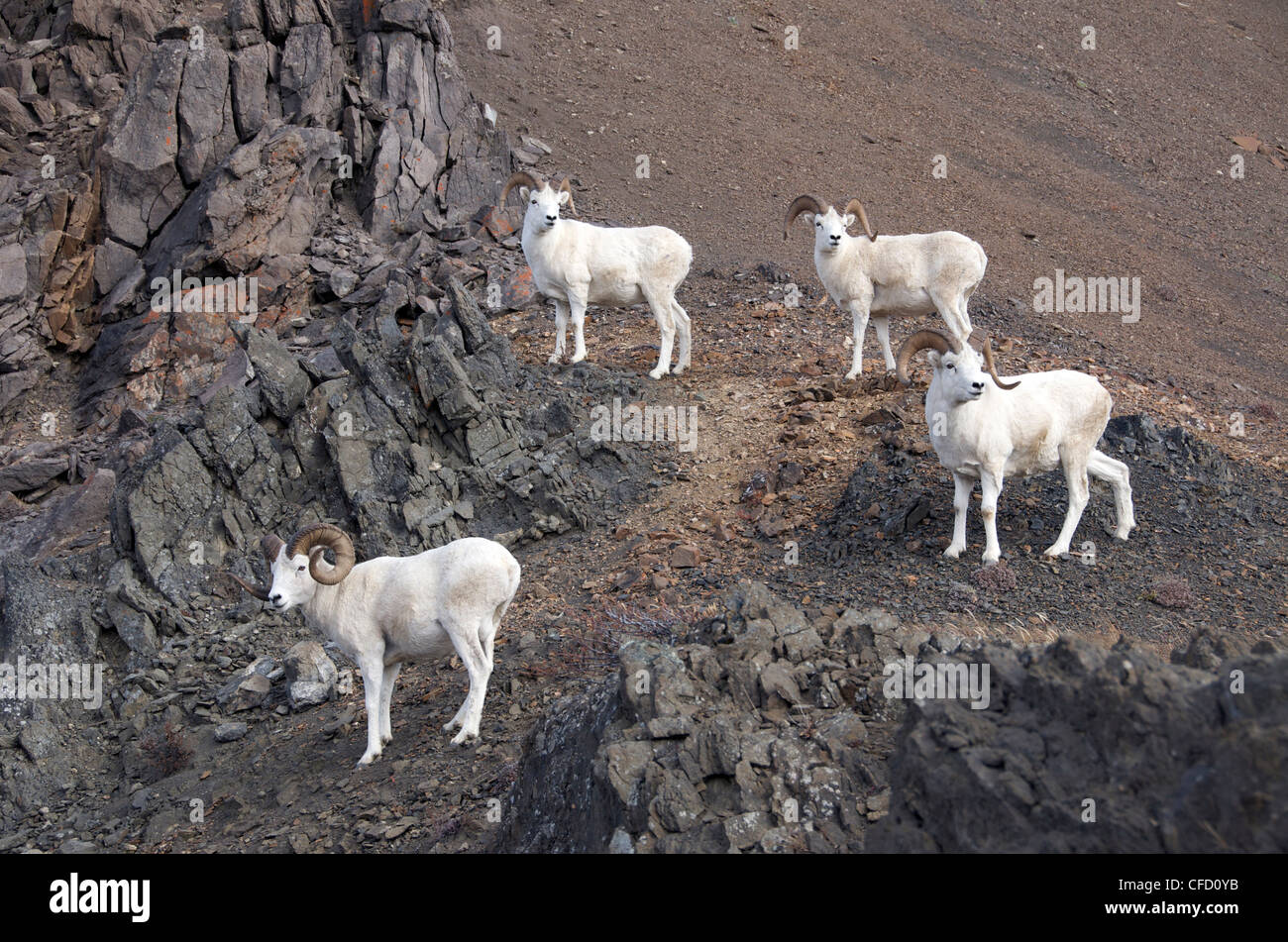 Dall Sheep (Male) (Ovis dalli) is a species of sheep native to northwestern North America Stock ...