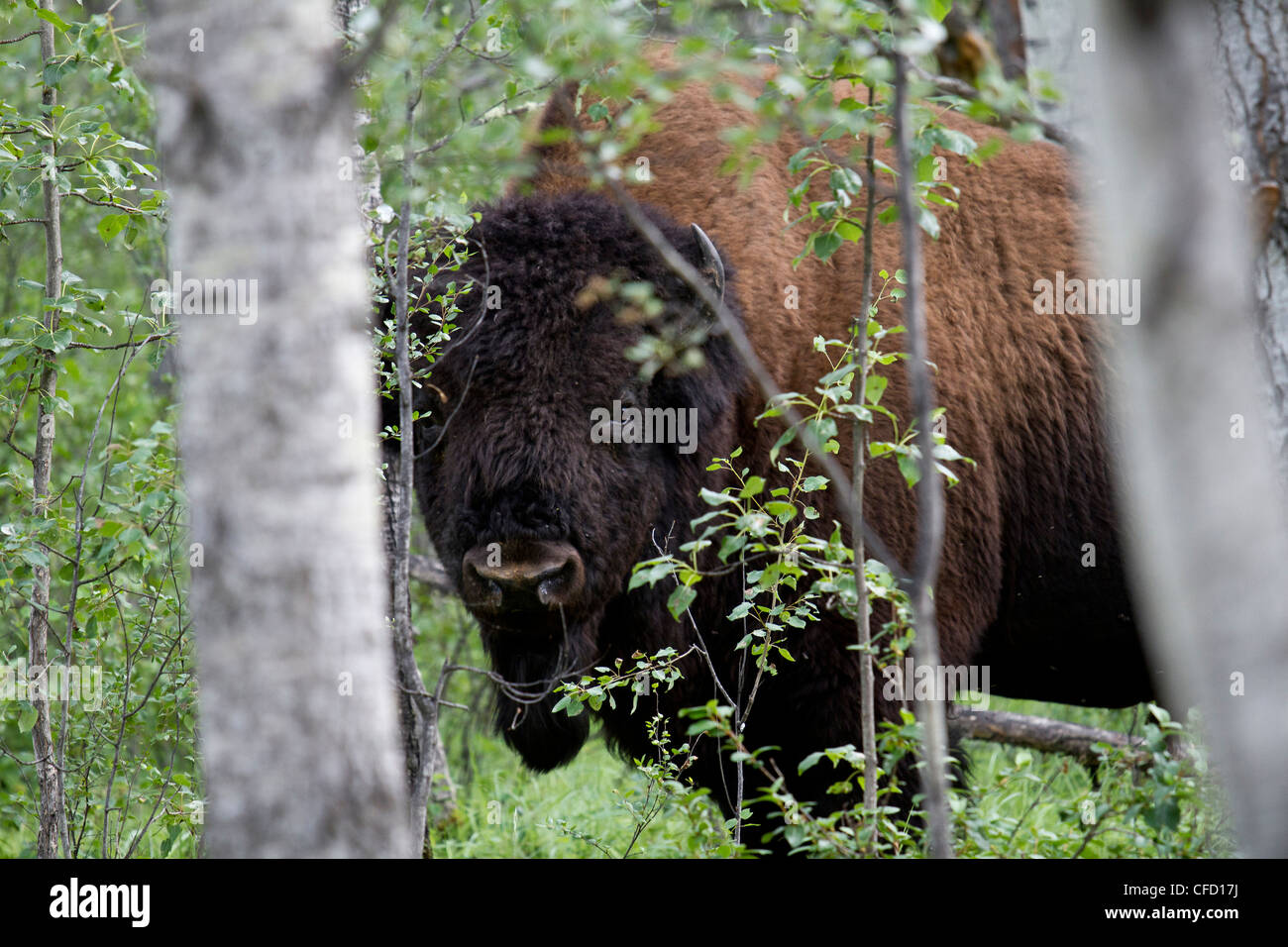 Woods bison hi-res stock photography and images - Alamy