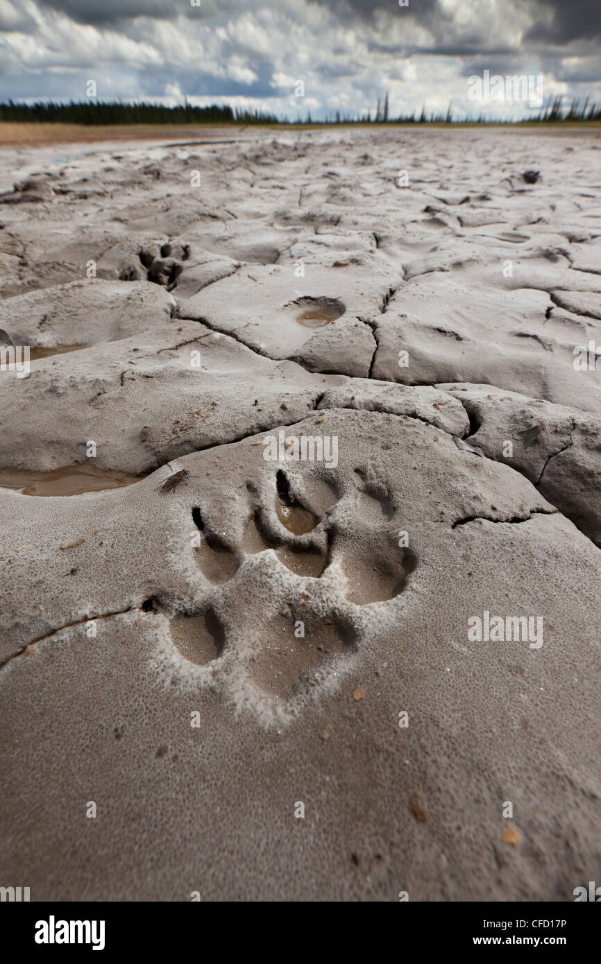 Wolf Footprint High Resolution Stock Photography and Images - Alamy