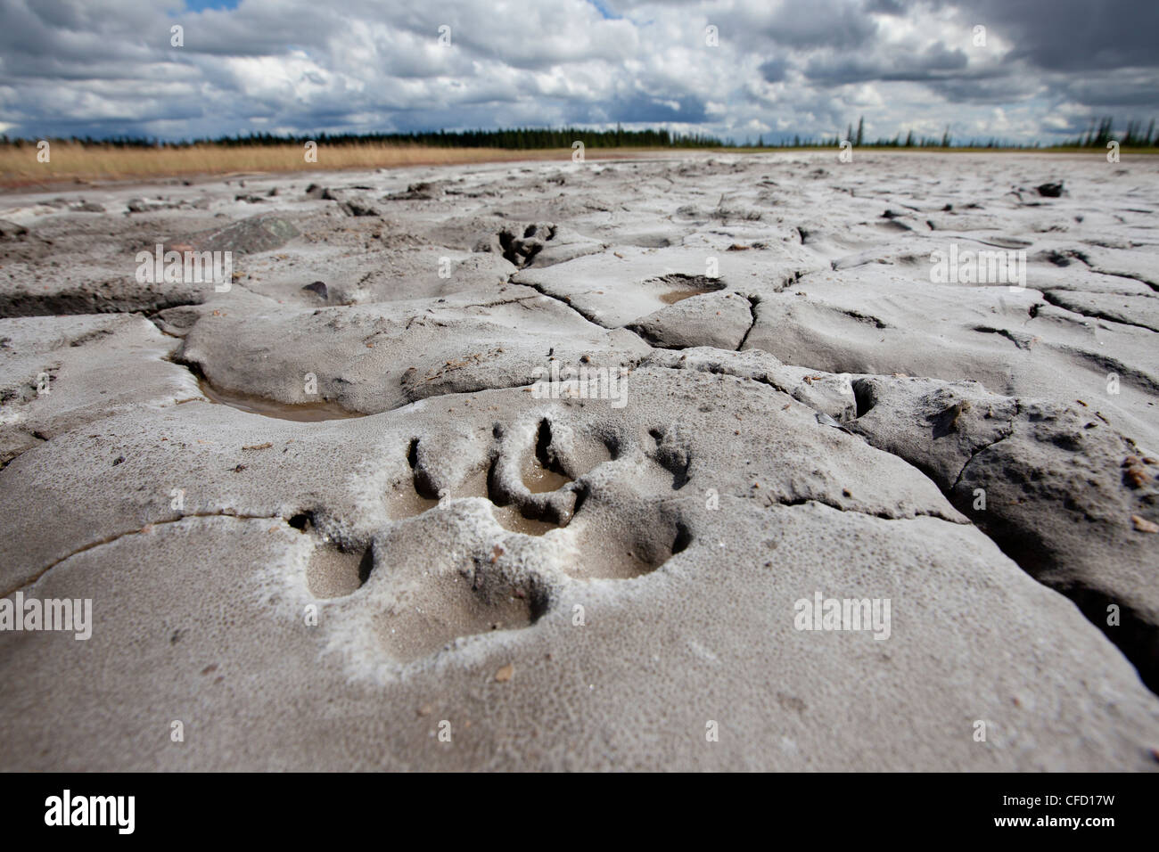 Wolf Footprint High Resolution Stock Photography and Images - Alamy