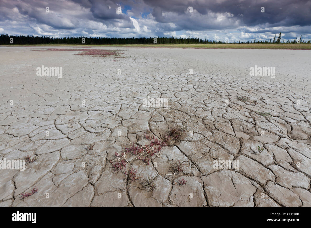 Saline plants hi-res stock photography and images - Alamy