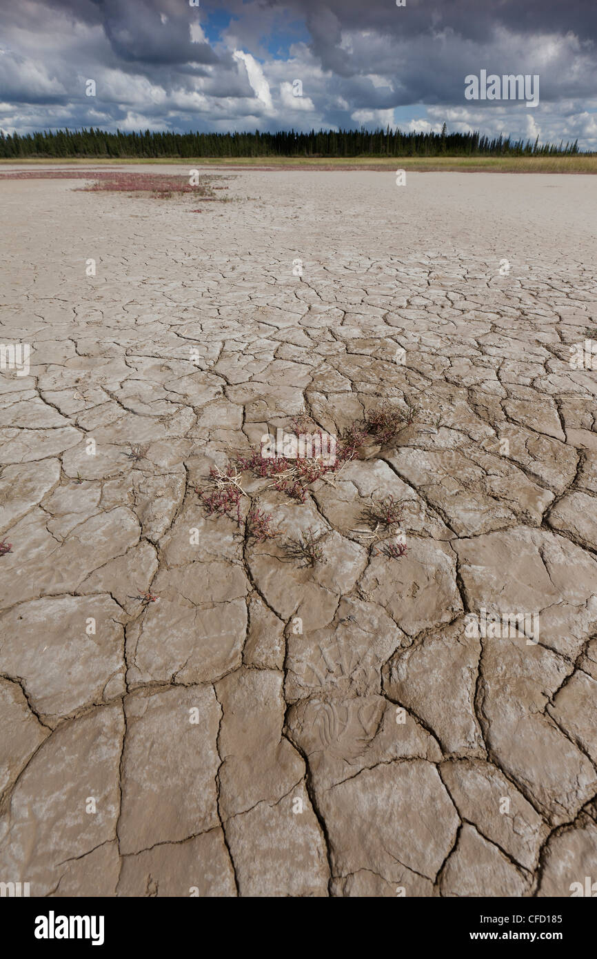 Saline plants hi-res stock photography and images - Alamy