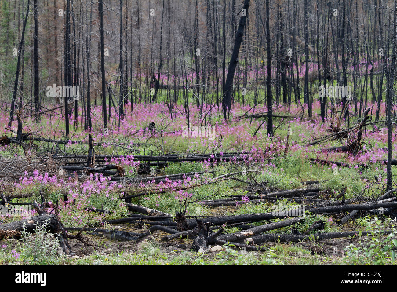 Canada boreal forest fire hi-res stock photography and images - Alamy
