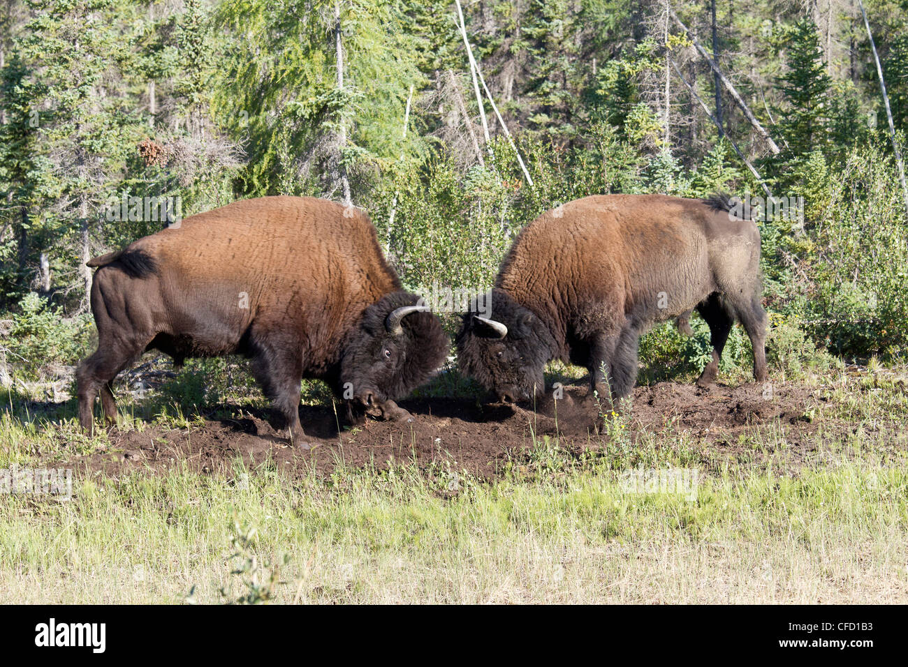 Butting heads hi-res stock photography and images - Alamy