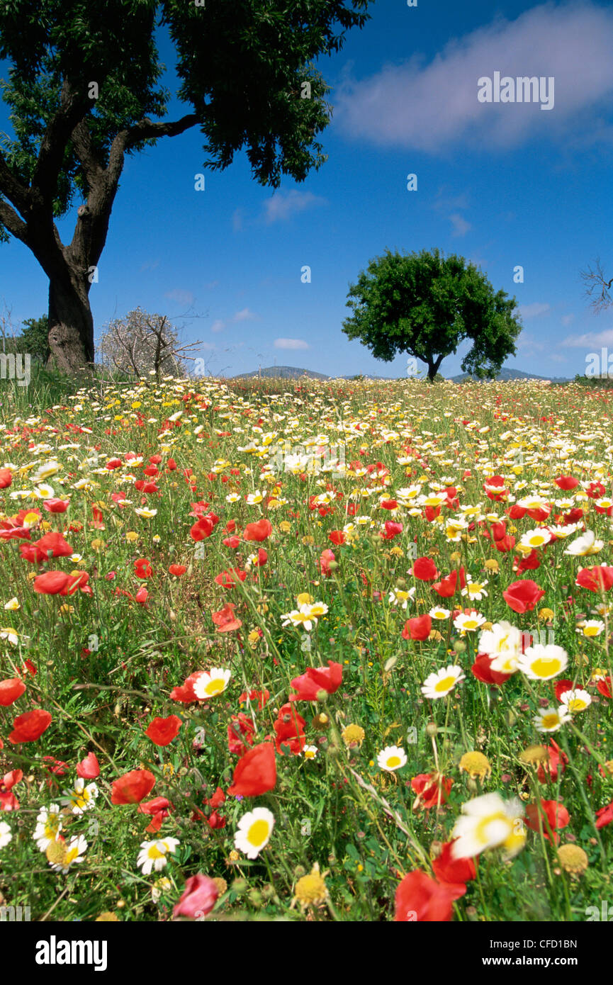 Spring in majorca hi-res stock photography and images - Alamy