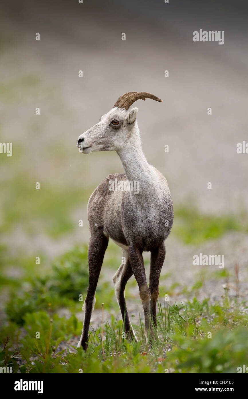 One female stone sheep ovis hi-res stock photography and images - Alamy