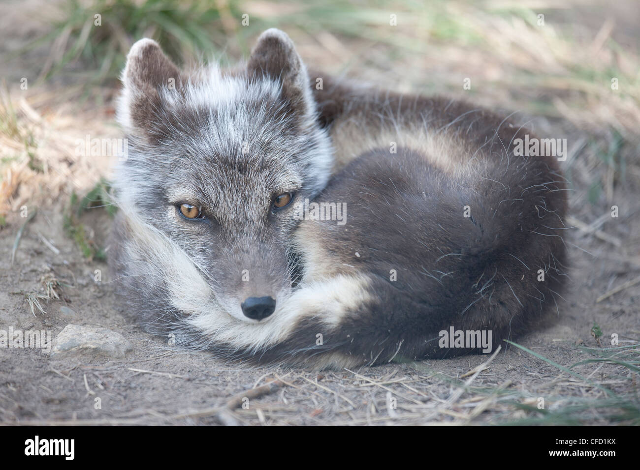 Fox looking up hi-res stock photography and images - Alamy