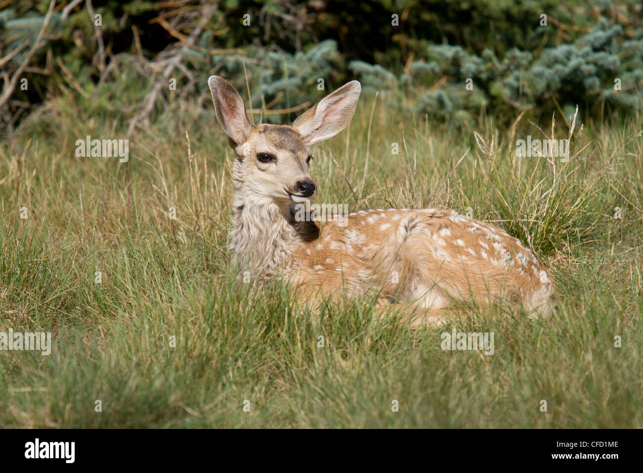 Fawn deer grass hi-res stock photography and images - Alamy
