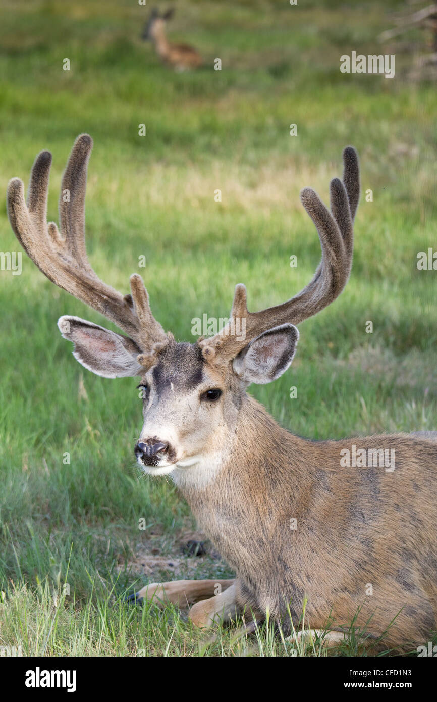 Mule deer buck light hi-res stock photography and images - Alamy