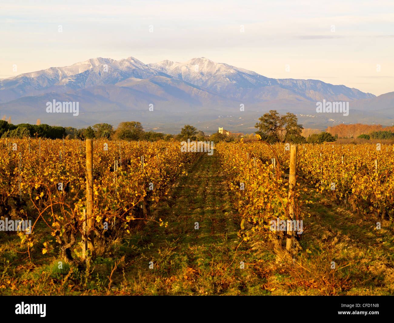 Vineyards and Canigou mountain, Languedoc Roussillon, France, Europe ...