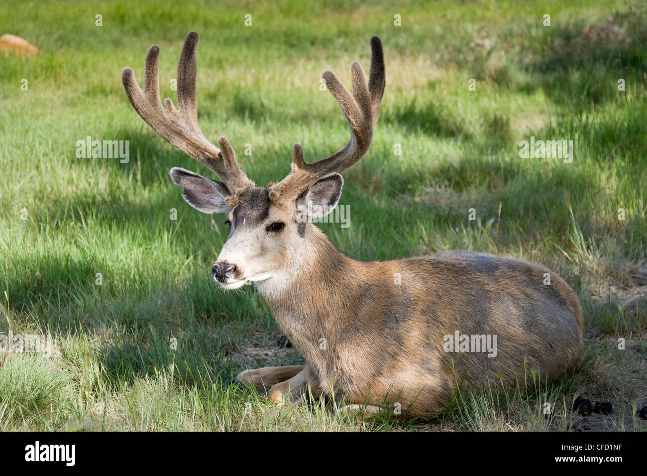 Mule deer buck light hi-res stock photography and images - Alamy