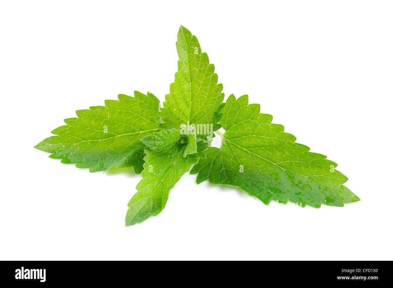 Green fresh mint isolated on white background Stock Photo - Alamy