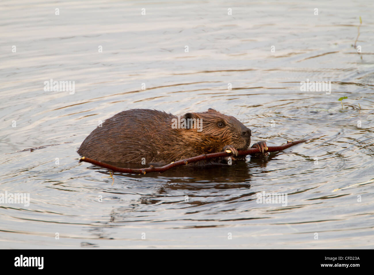 Wet beavers hi-res stock photography and images - Alamy