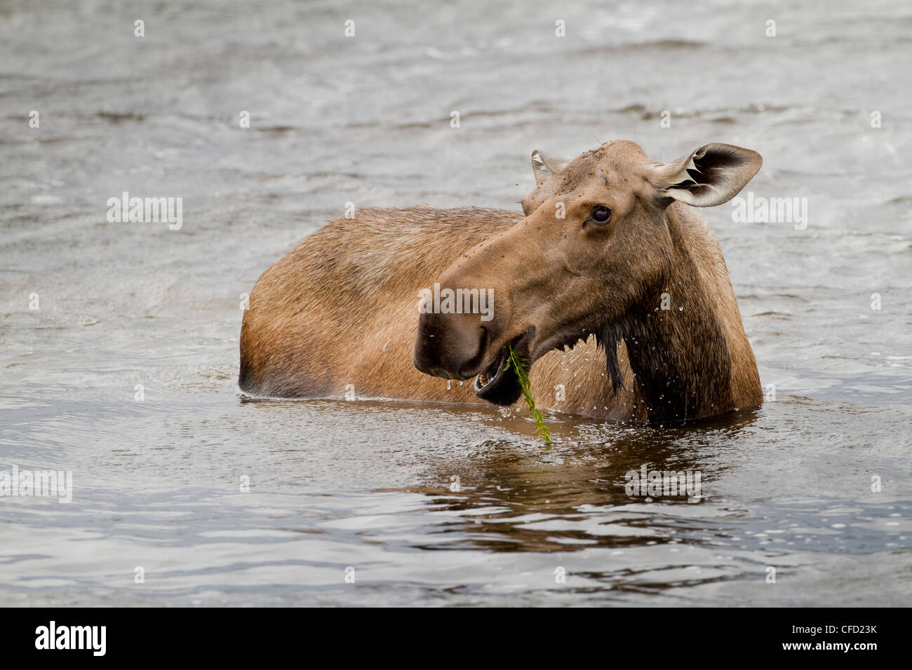 Moose close up profile view hi-res stock photography and images - Alamy