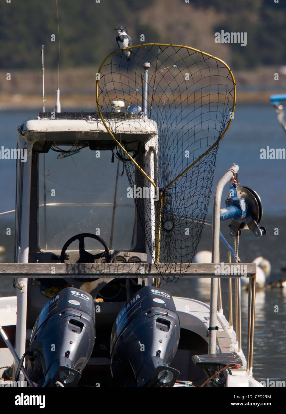 Belted Kingfisher, Ceryle alcyon, perched on fisherman's net on boat ...
