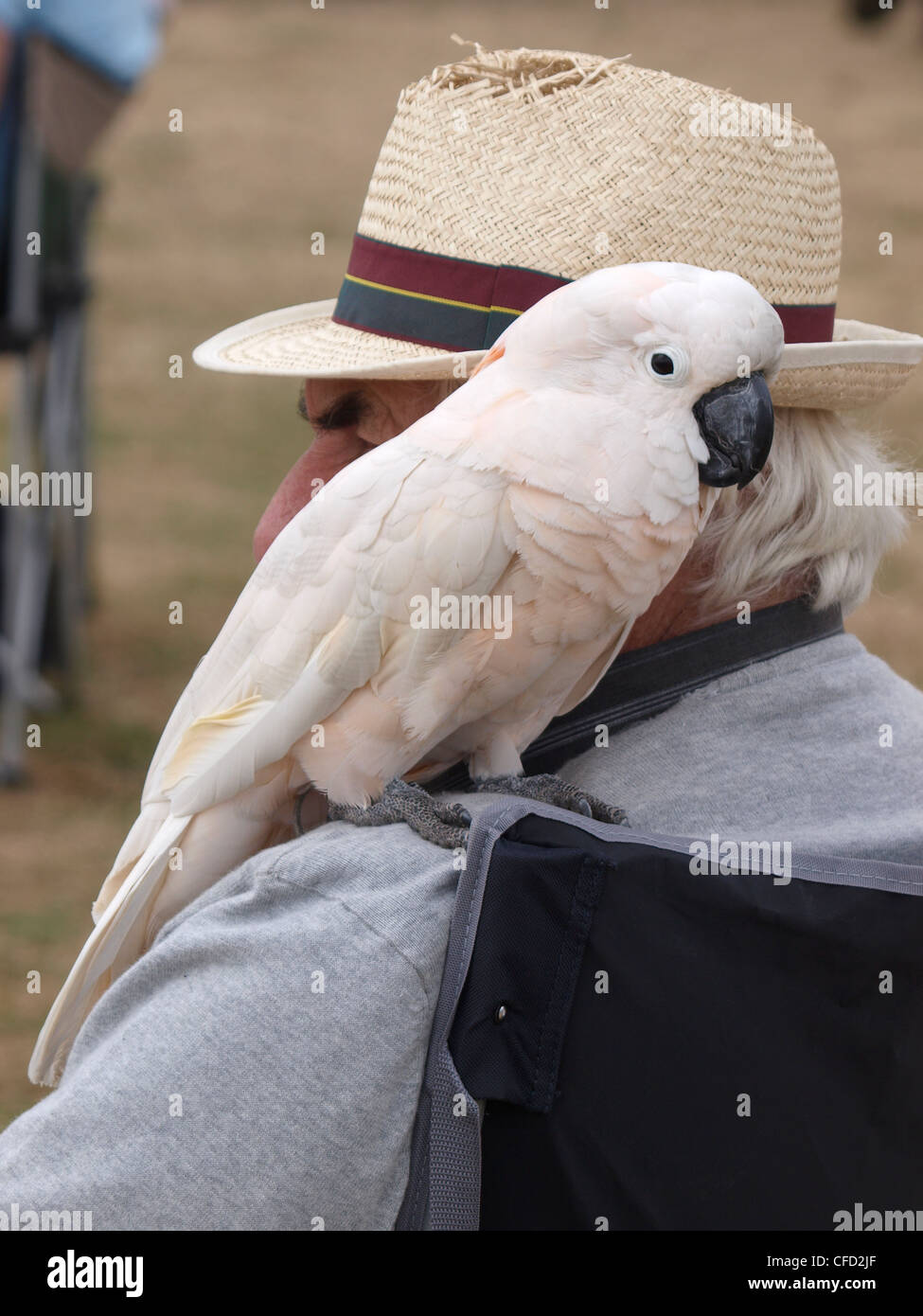 Tame cockatoo hi-res stock photography and images - Alamy