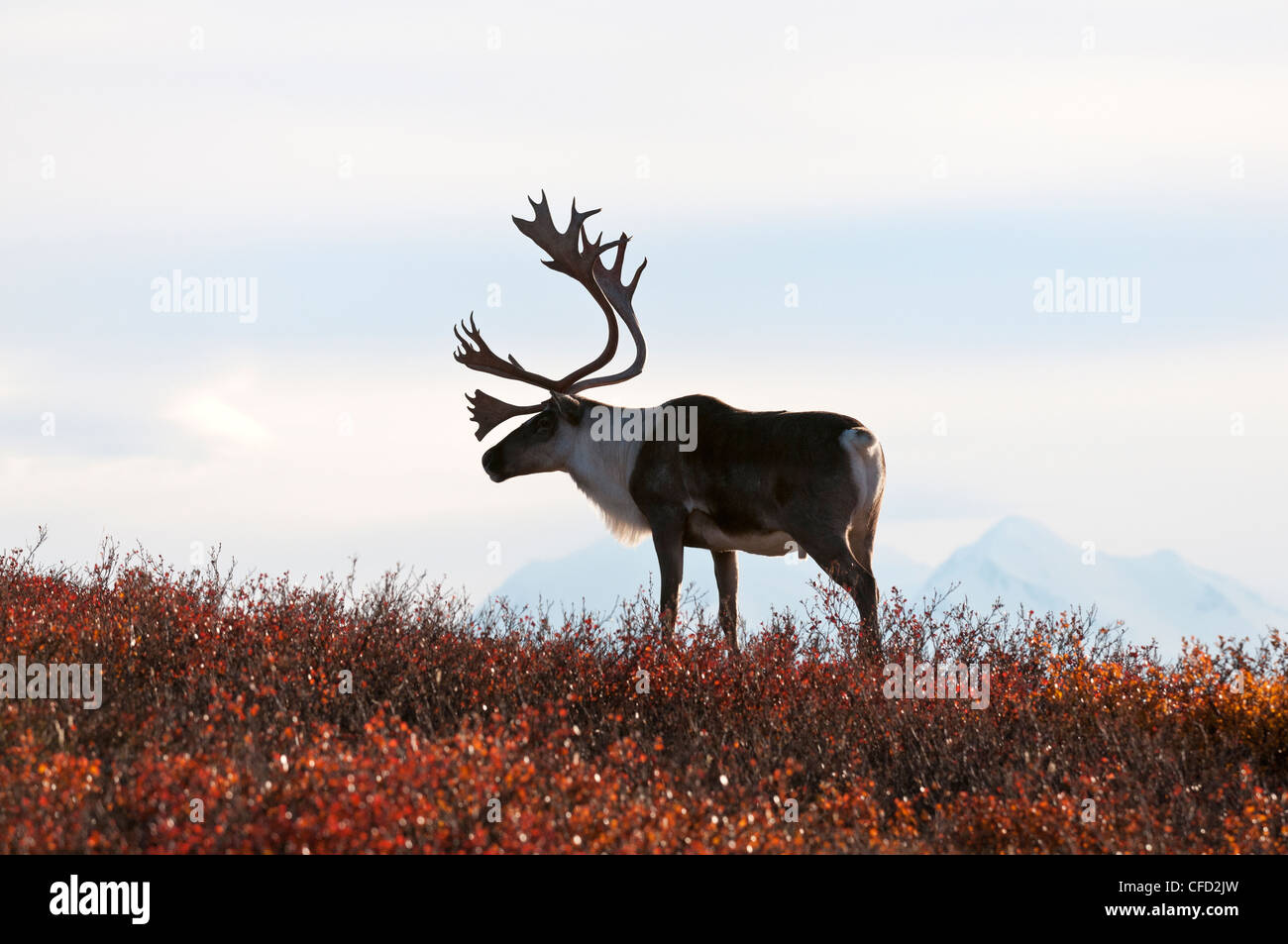 Barren-ground caribou Rangifer tarandus granti Stock Photo - Alamy