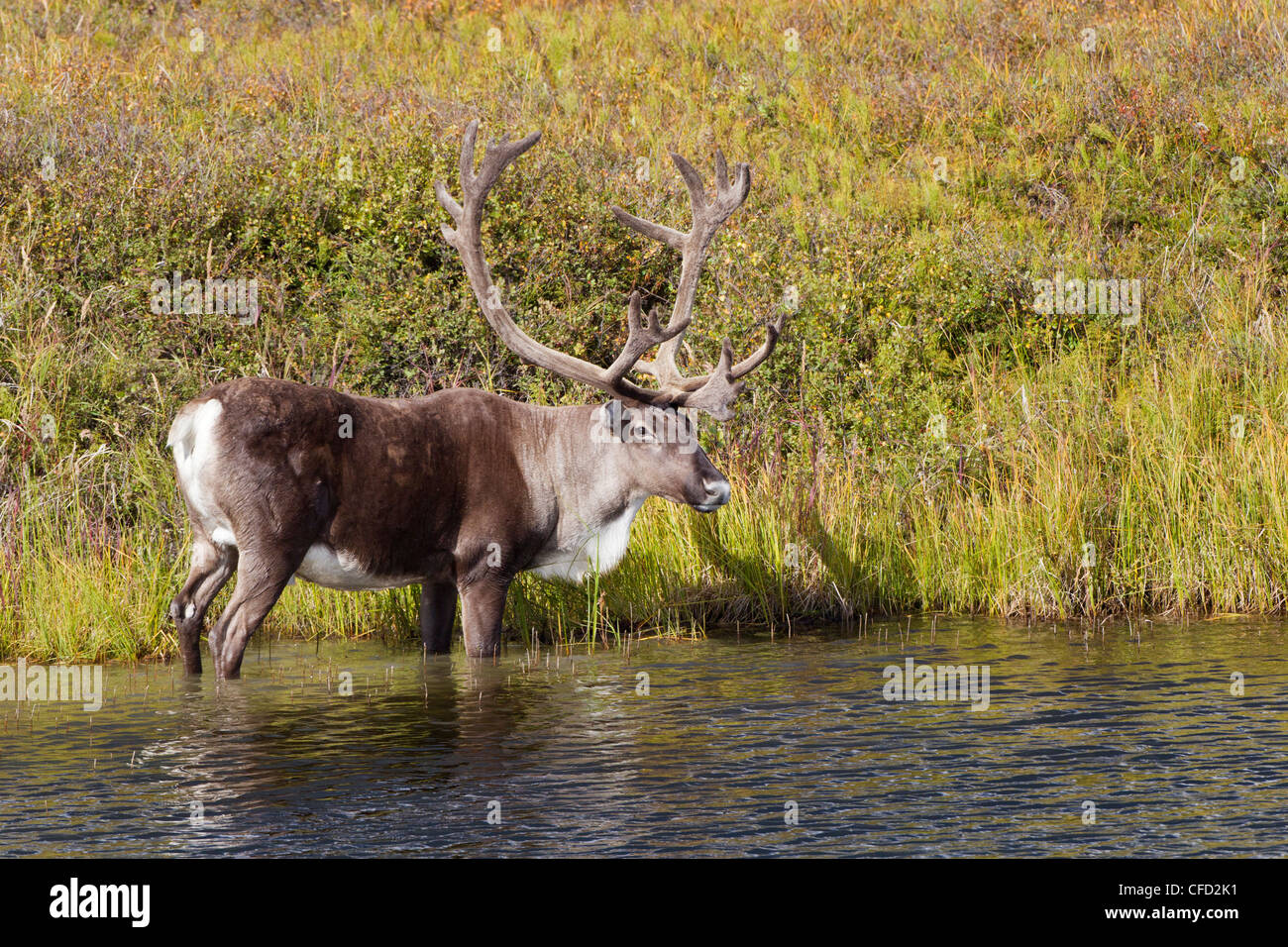 Barren ground caribou hi-res stock photography and images - Alamy