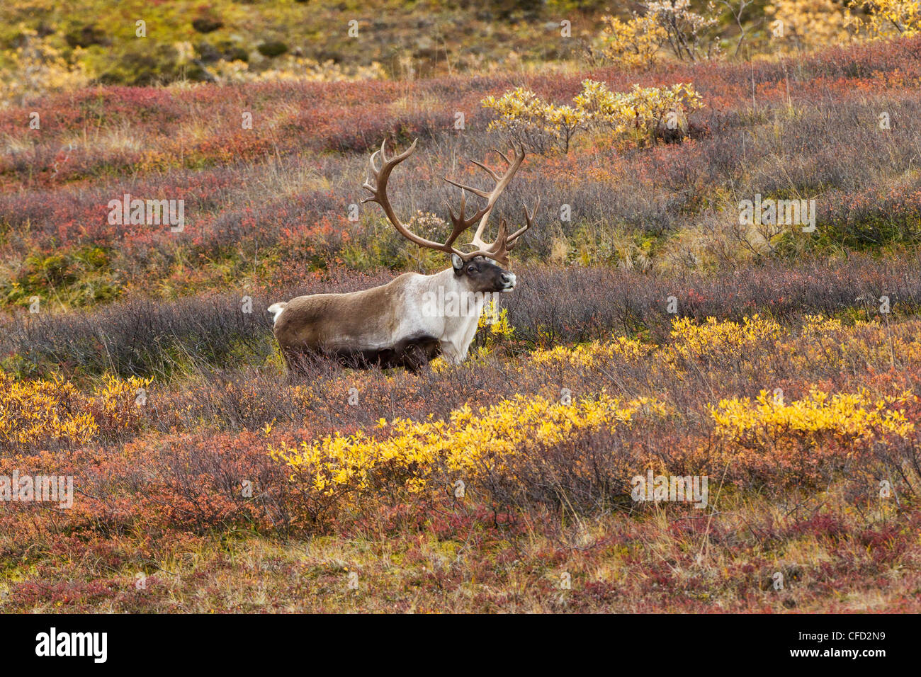 Barren-ground caribou Rangifer tarandus granti Stock Photo - Alamy