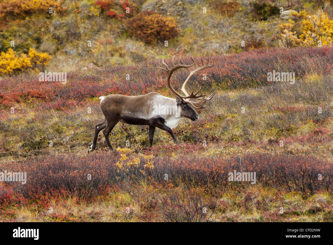 Barren-ground caribou Rangifer tarandus granti Stock Photo - Alamy