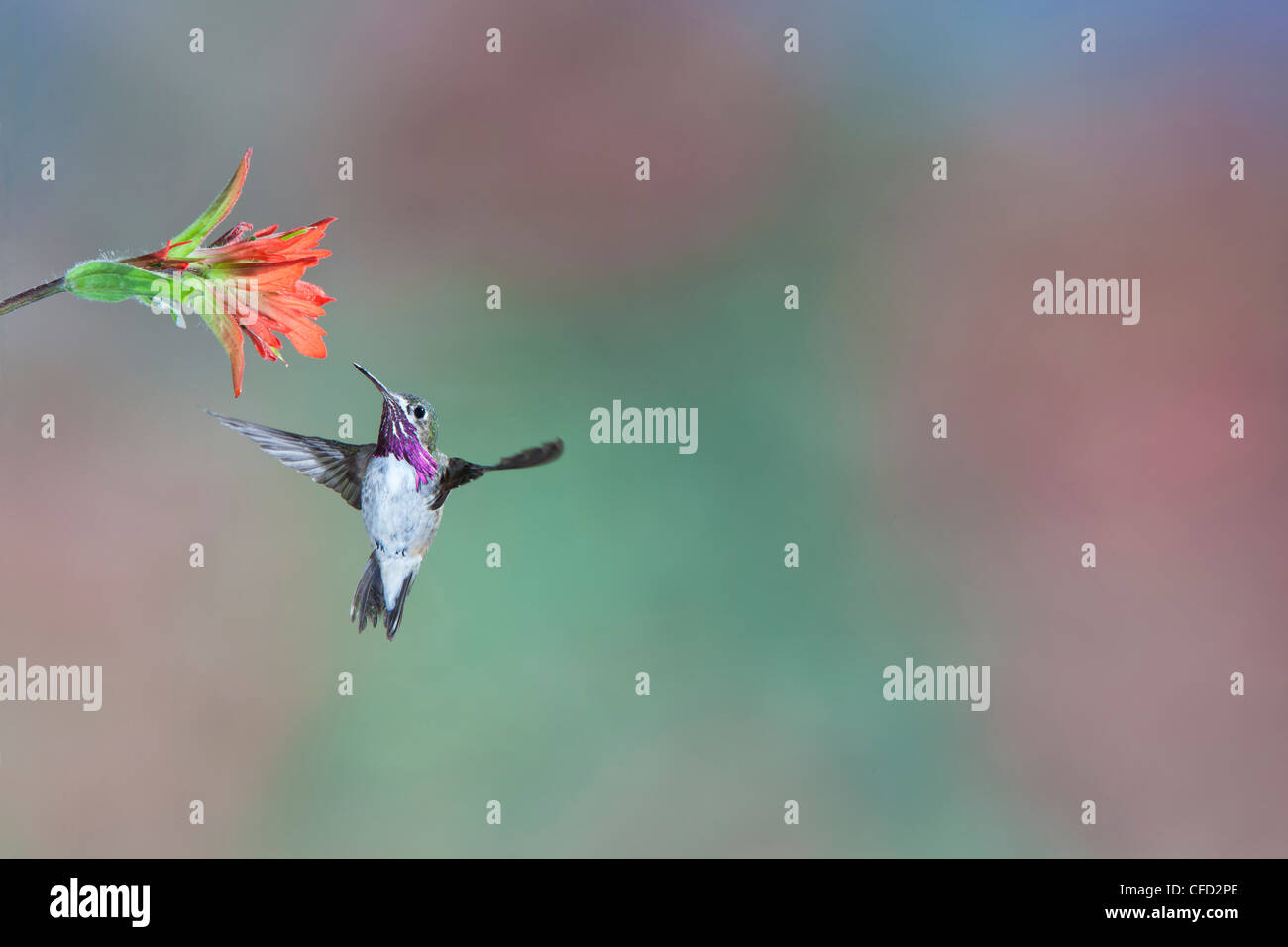 Calliope hummingbird Stellulcalliope male feeding Stock Photo - Alamy