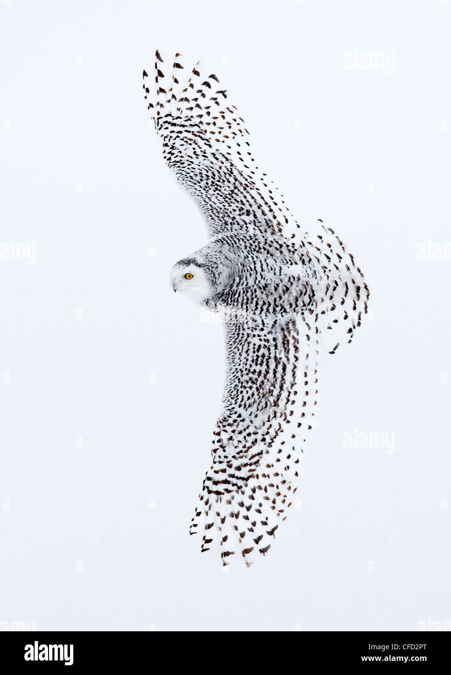 Snowy owl hi-res stock photography and images - Alamy