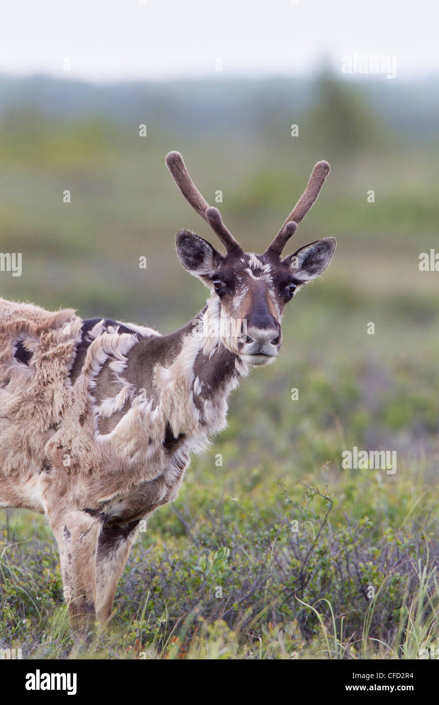 Caribou (Rangifer tarandus), cow, shedding, Seward, Alaska, United ...